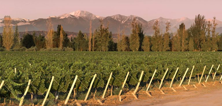 Microterroir – Finca Flichman